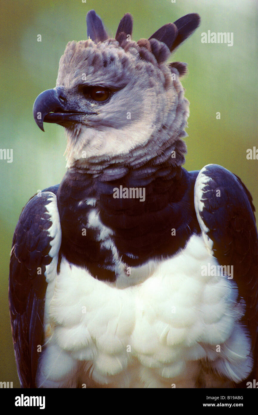 Tropical Rainforest Harpy Eagle