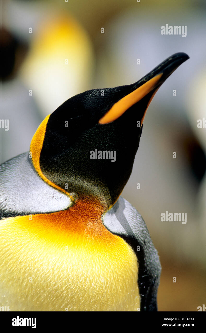 Penguin headshot hi-res stock photography and images - Alamy