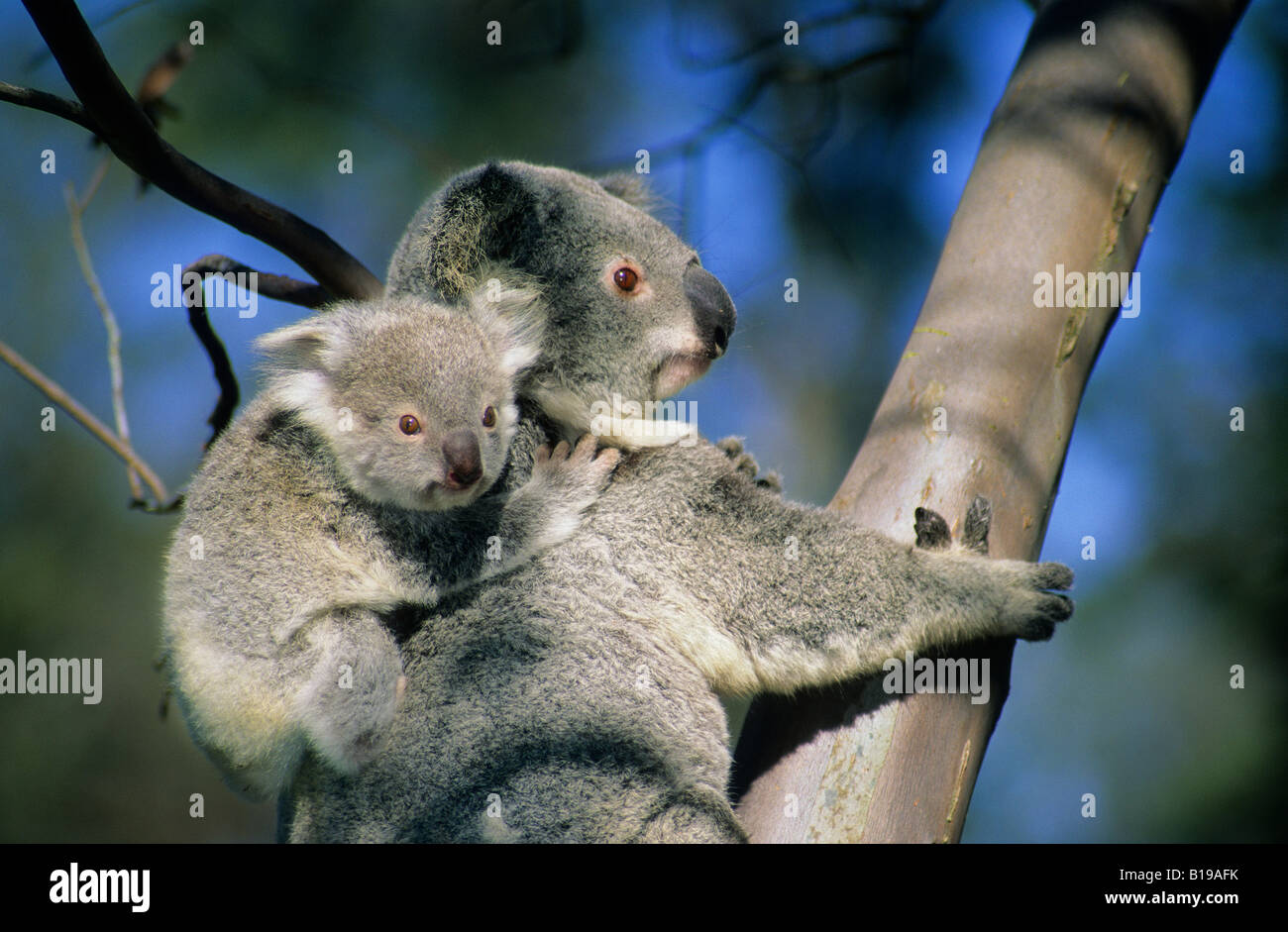 Mother koala (Phascolarctos cinereus) and 6-month old joey. Brisbane, Australia Stock Photo - Alamy