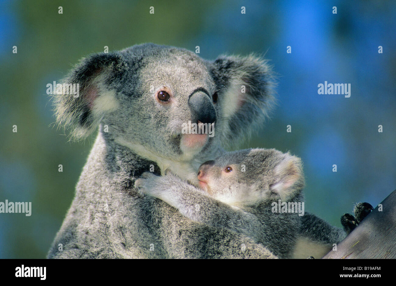 Mother koala (Phascolarctos cinereus) and 6-month old joey. Brisbane, Australia Stock Photo - Alamy