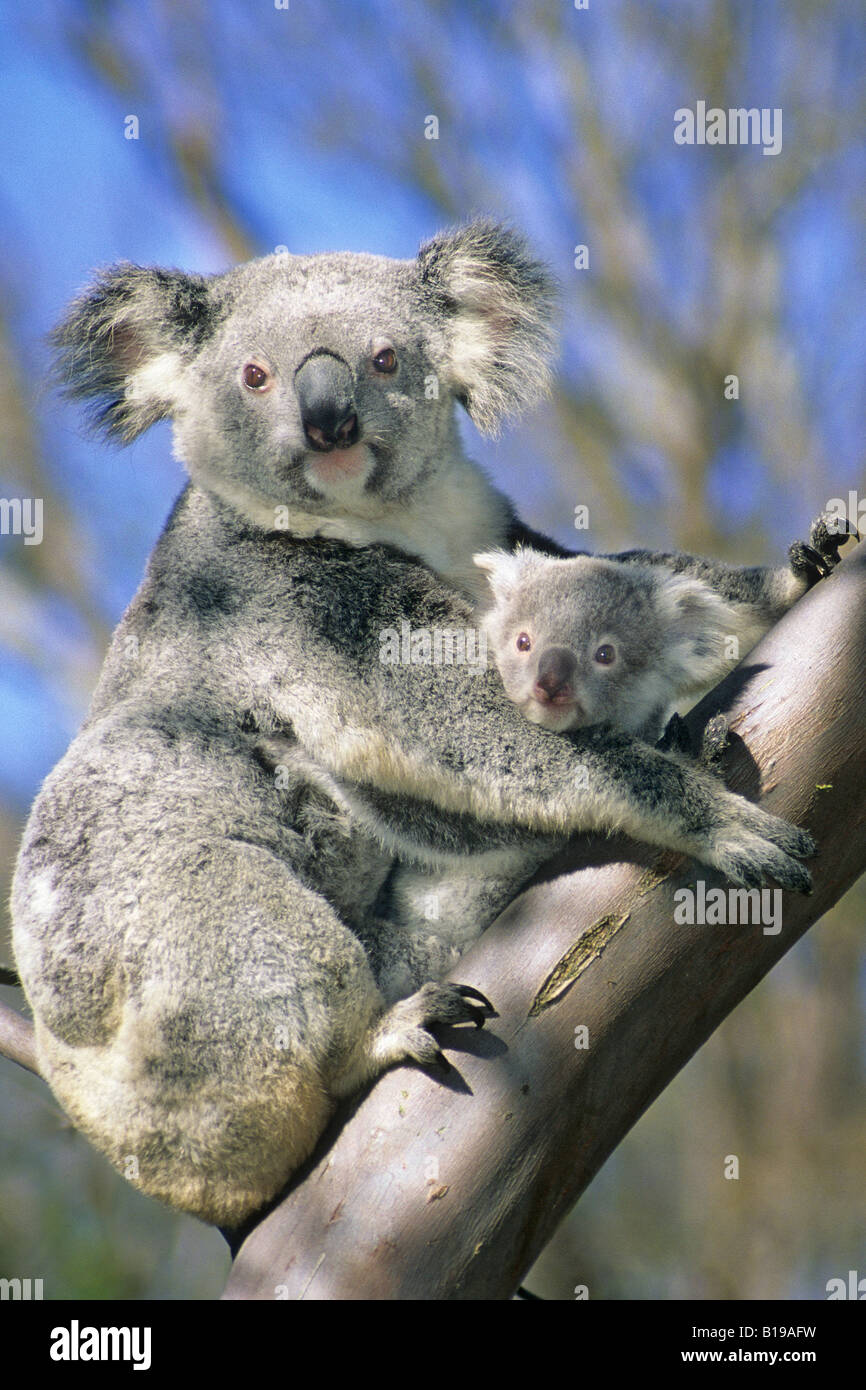 Mother koala (Phascolarctos cinereus) and 6-month old joey. Brisbane, Australia Stock Photo - Alamy