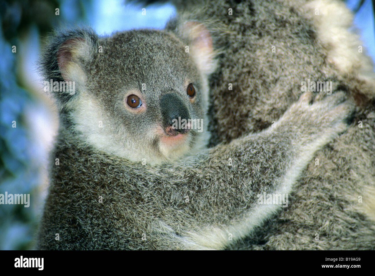 Six-month old baby koala (Phascolarctos cinereus), Brisbane, Australia ...