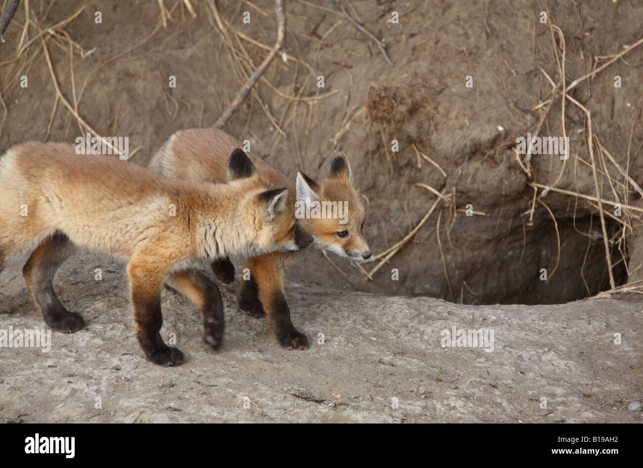 Two Red Fox pups outside their den Stock Photo - Alamy