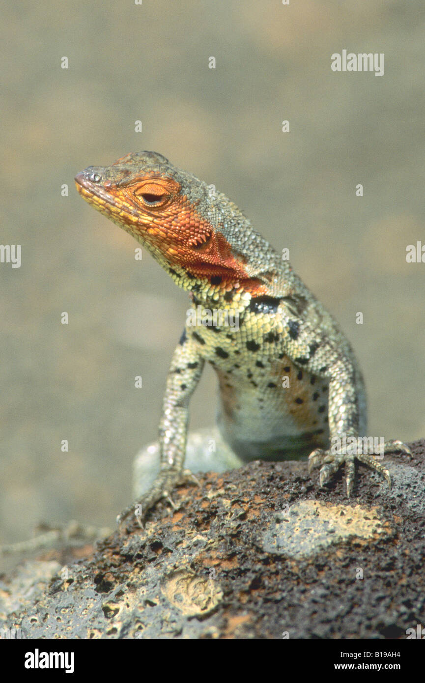 Female lava lizard (Microlophus spp), Bartolome Island, Galapagos ...