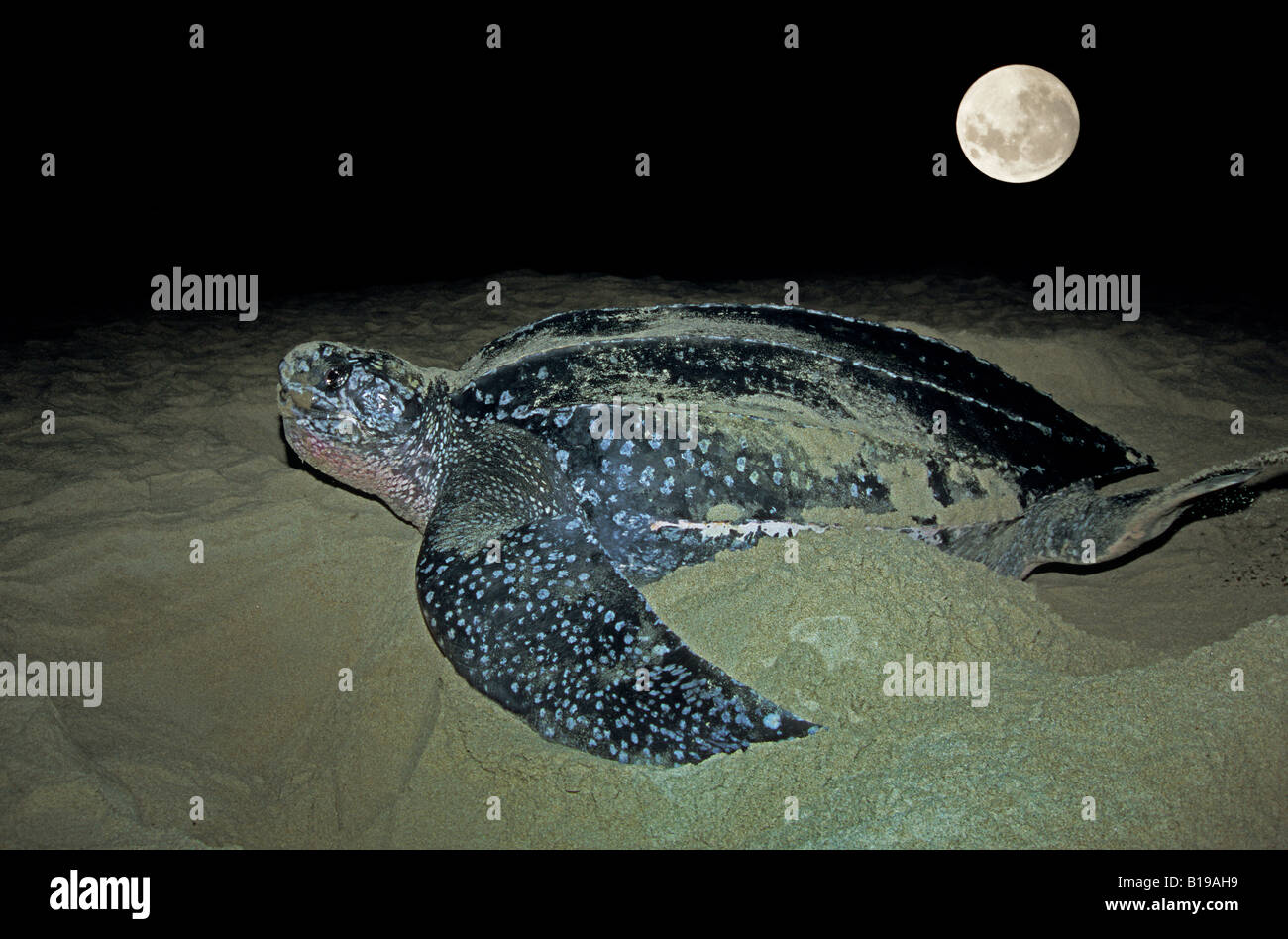 Nesting leatherback sea turtle (Dermochelys coriacea), Grande Riviere ...