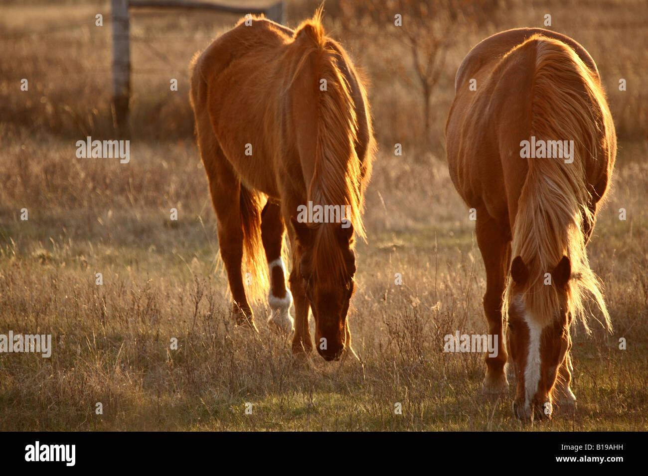 Horses grazing in pasture Stock Photo - Alamy