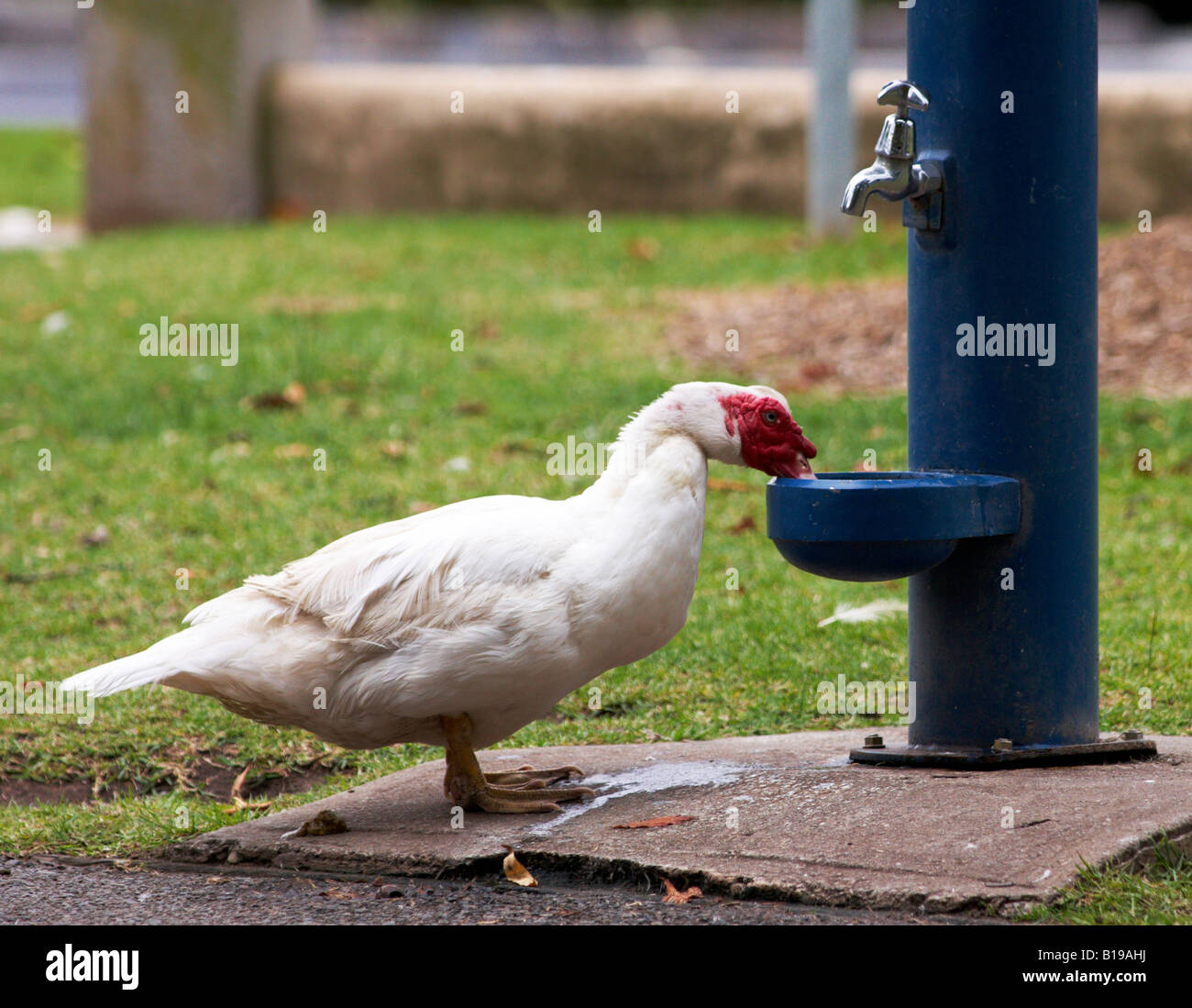 A duck drinking from a tap Stock Photo - Alamy