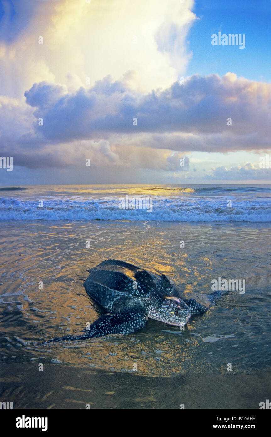 Adult female leatherback sea turtle (Dermochelys coriacea) coming ...