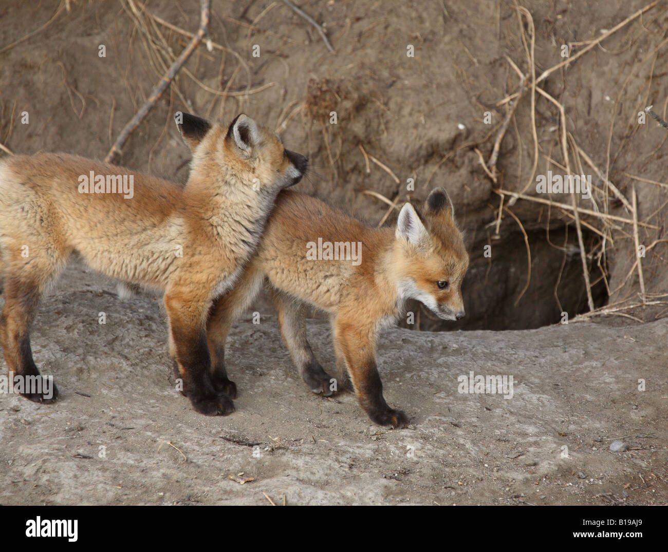 Two Red Fox pups outside their den Stock Photo - Alamy