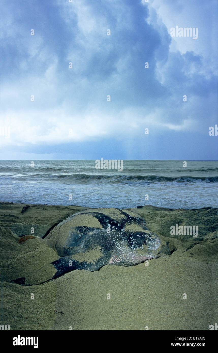 Nesting leatherback sea turtle (Dermochelys coriacea) camouflaging her ...