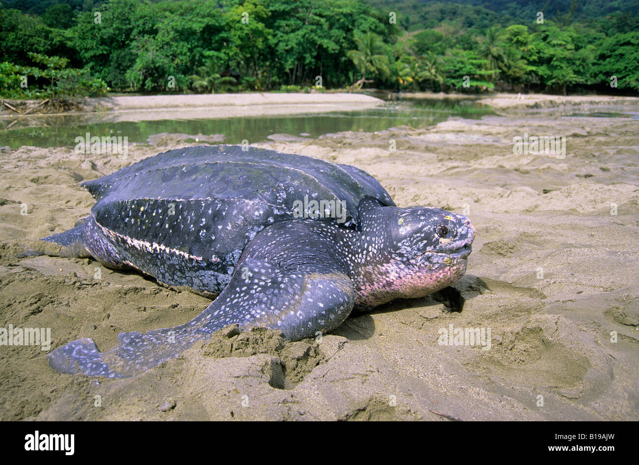 Neating leatherback sea turtle (Dermochelys coriacea), Trinidad Stock ... Neating leatherback sea turtle (Dermochelys coriacea), Trinidad Stock ...