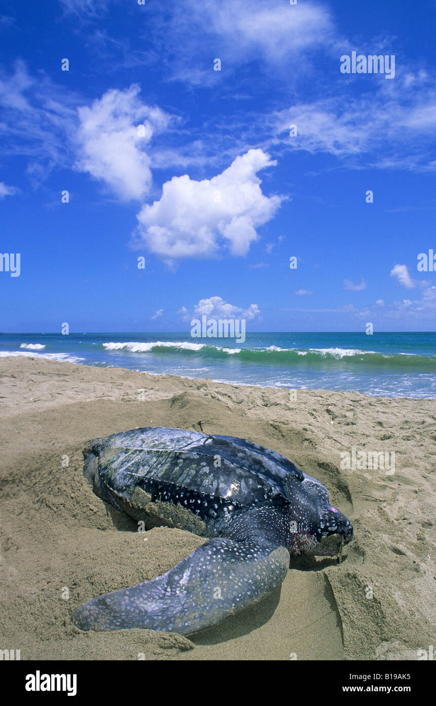 Female leatherback sea turtle (Dermochelys coriacea) digging a body pit ...