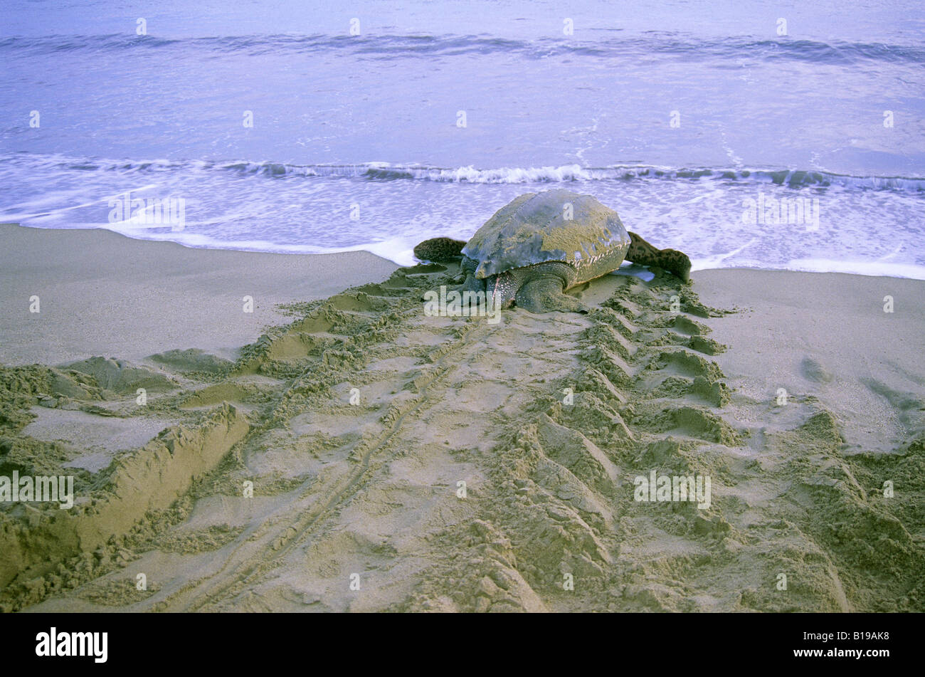 Female leatherback sea turtle (Dermochelys coriacea) returning to the ...