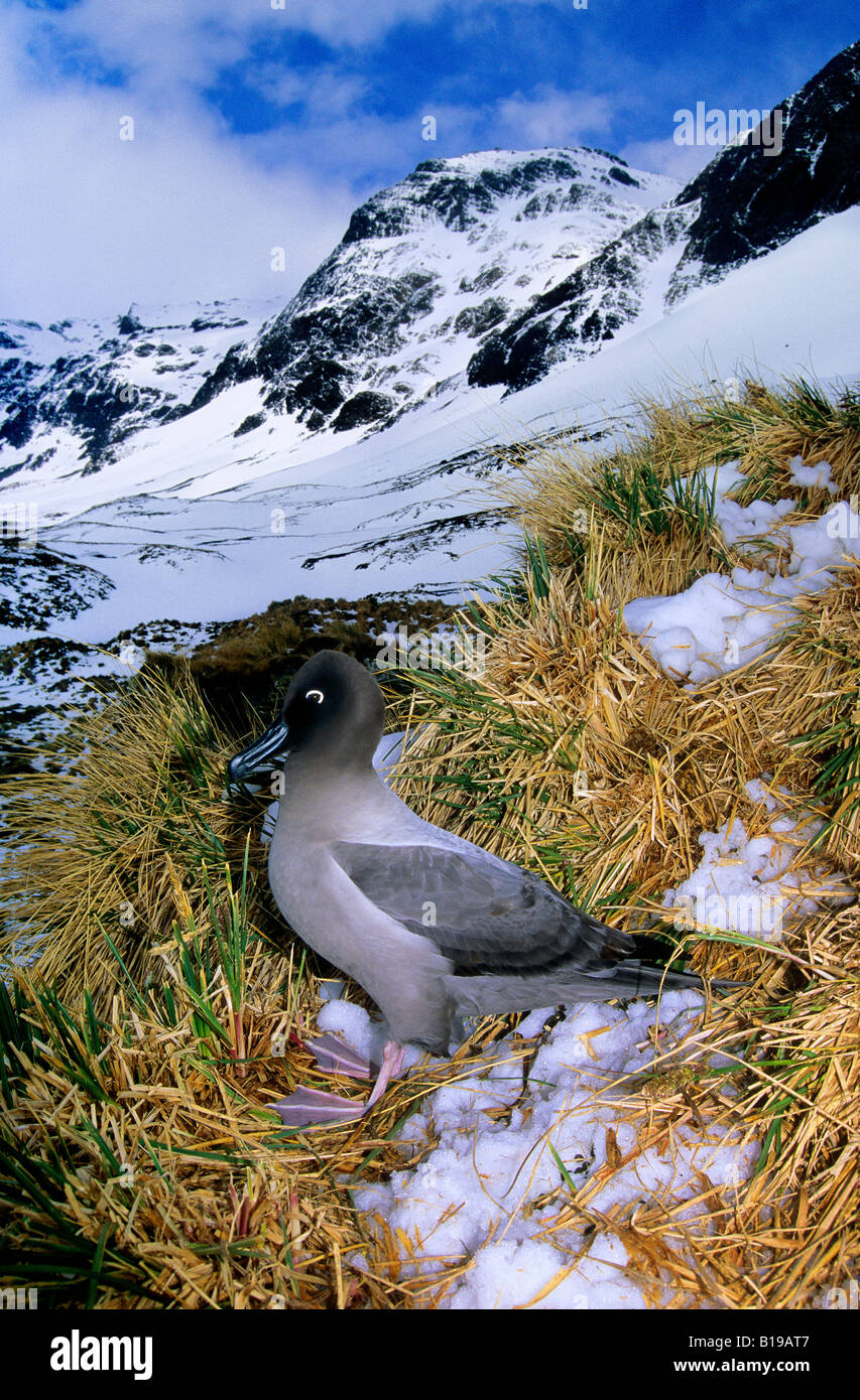 Light-mantled sooty albatross (Phoebetria palpebrata) on a nesting ...