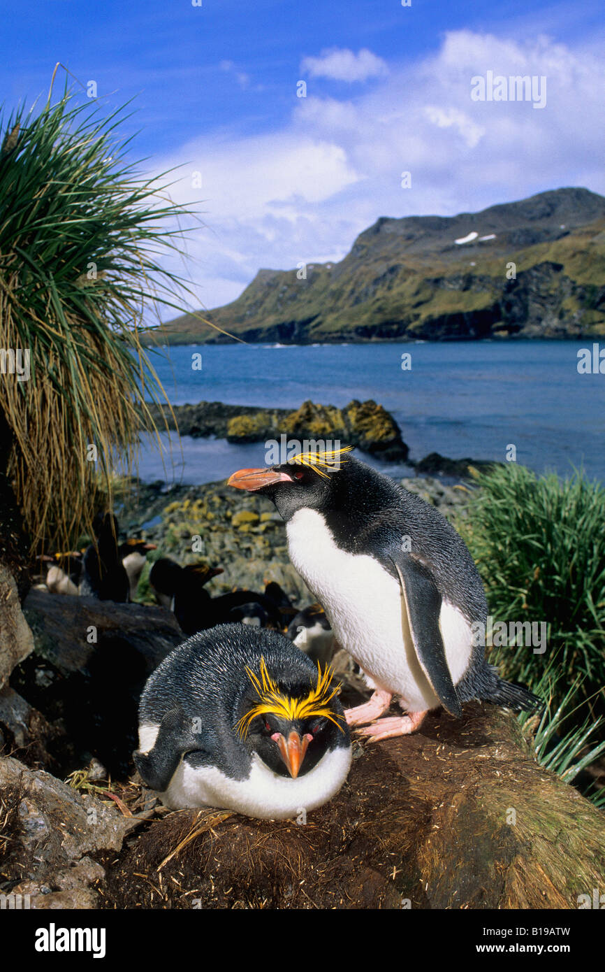 Macaroni penguin (Eudyptes chrysolophus) pair. The female is lying down ...