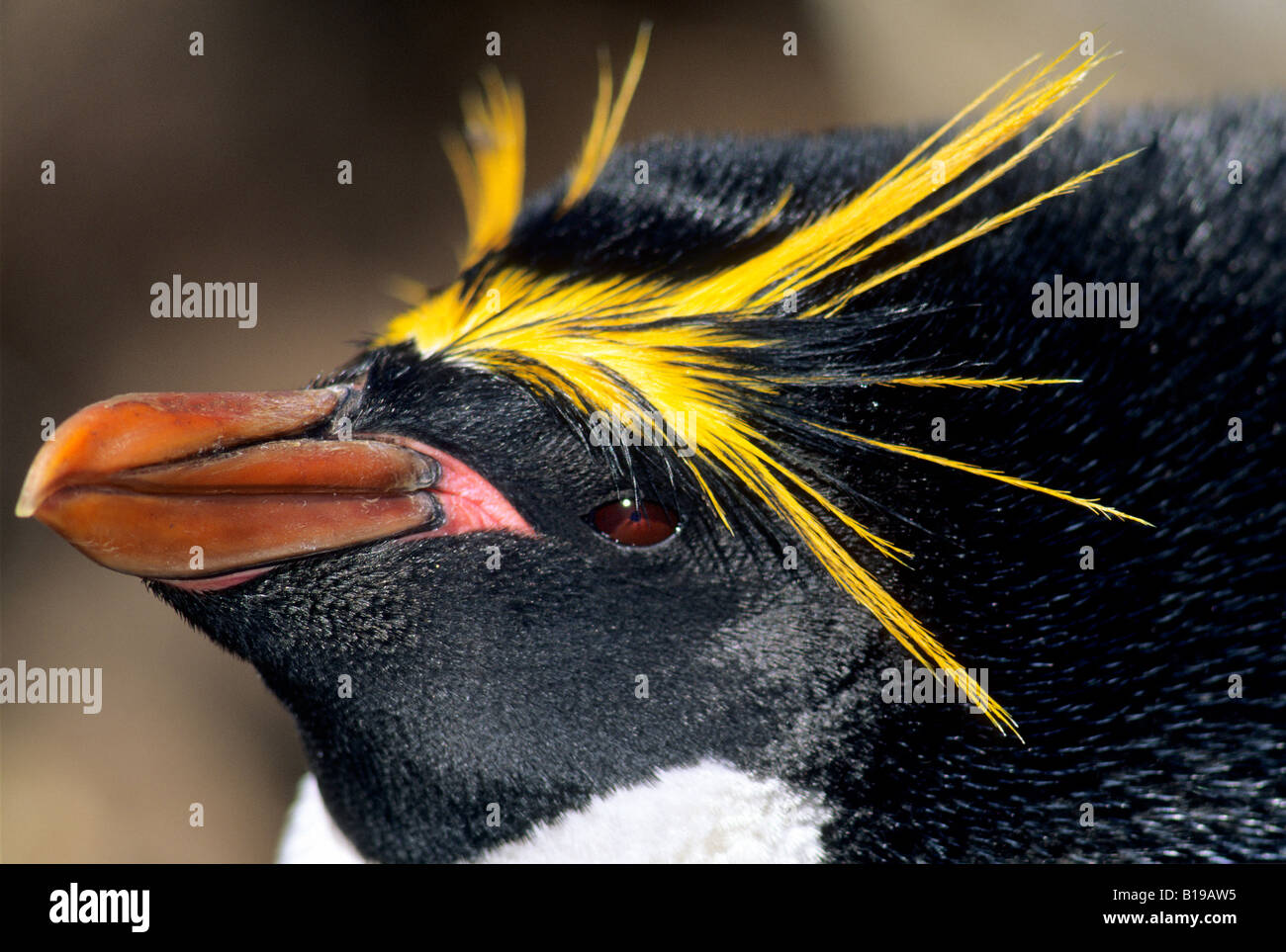 Adult macaroni penguin (Eudyptes chrysolophus) incubating on its nest ...