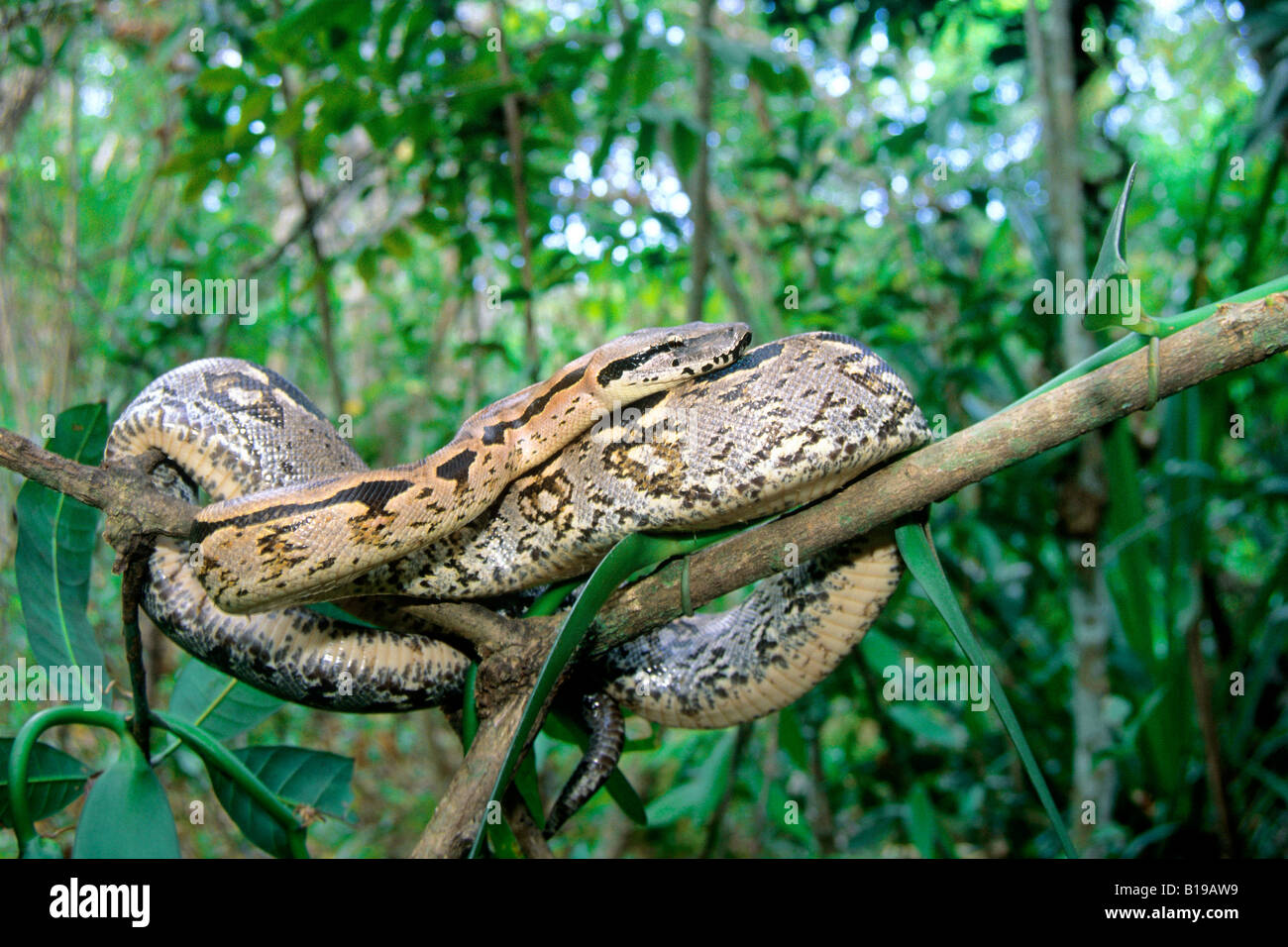 Madagascar tree boa (Acrantophis madagascariensis), Nosy Be, Madagascar ...