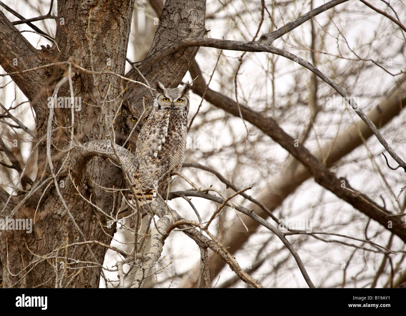 Two Great Horned Owls perched in tree Stock Photo - Alamy