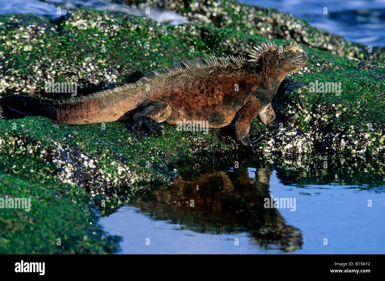 Amblyrhynchus cristatus feeding hi-res stock photography and images - Alamy