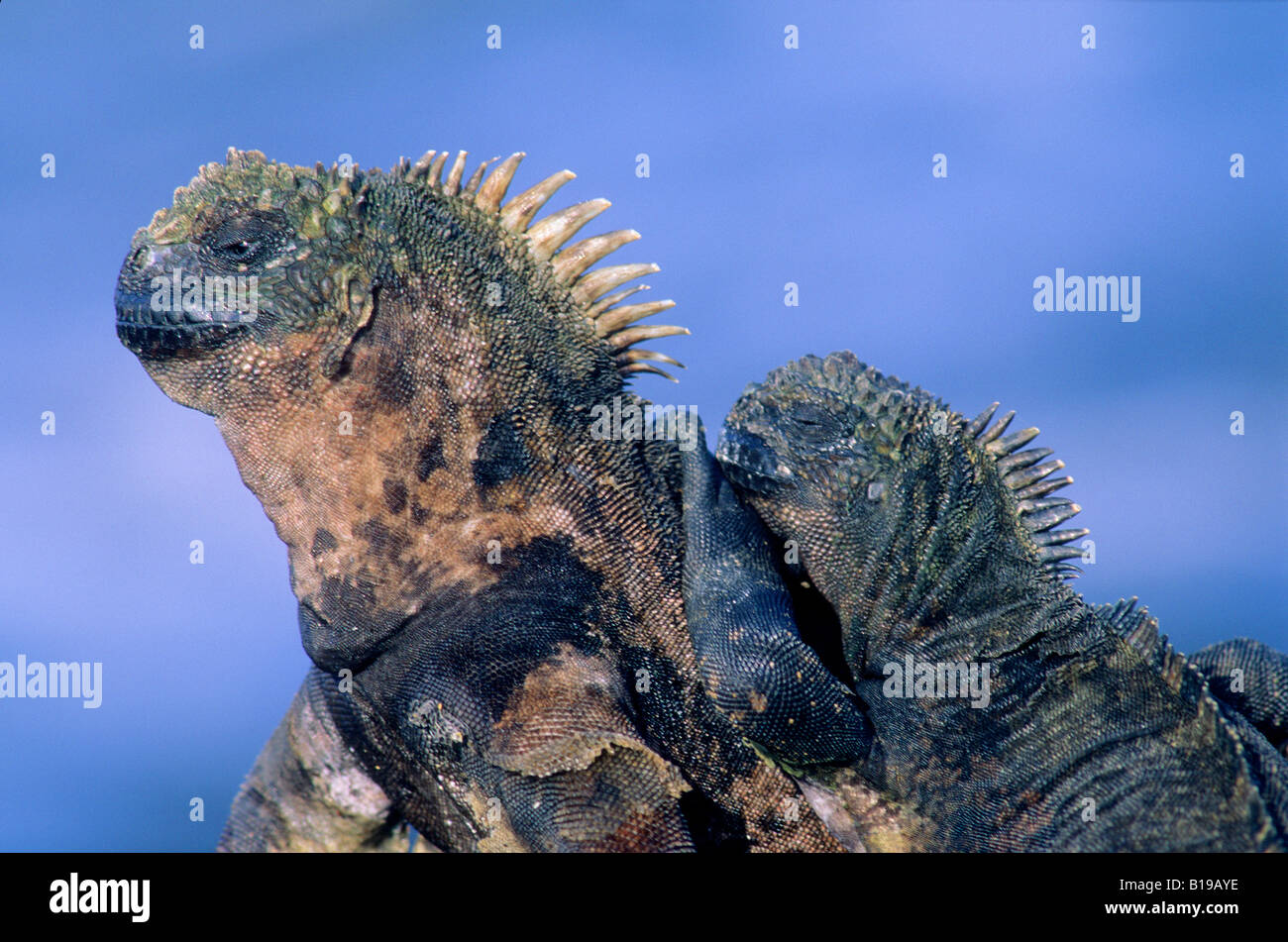 Marine iguanas (Amblyrhynchus cristatus) basking in the morning ...
