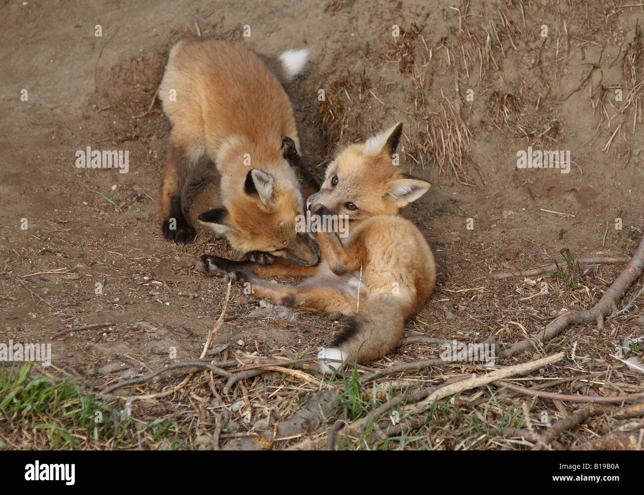 Two Red Fox pups playing outside their den Stock Photo - Alamy