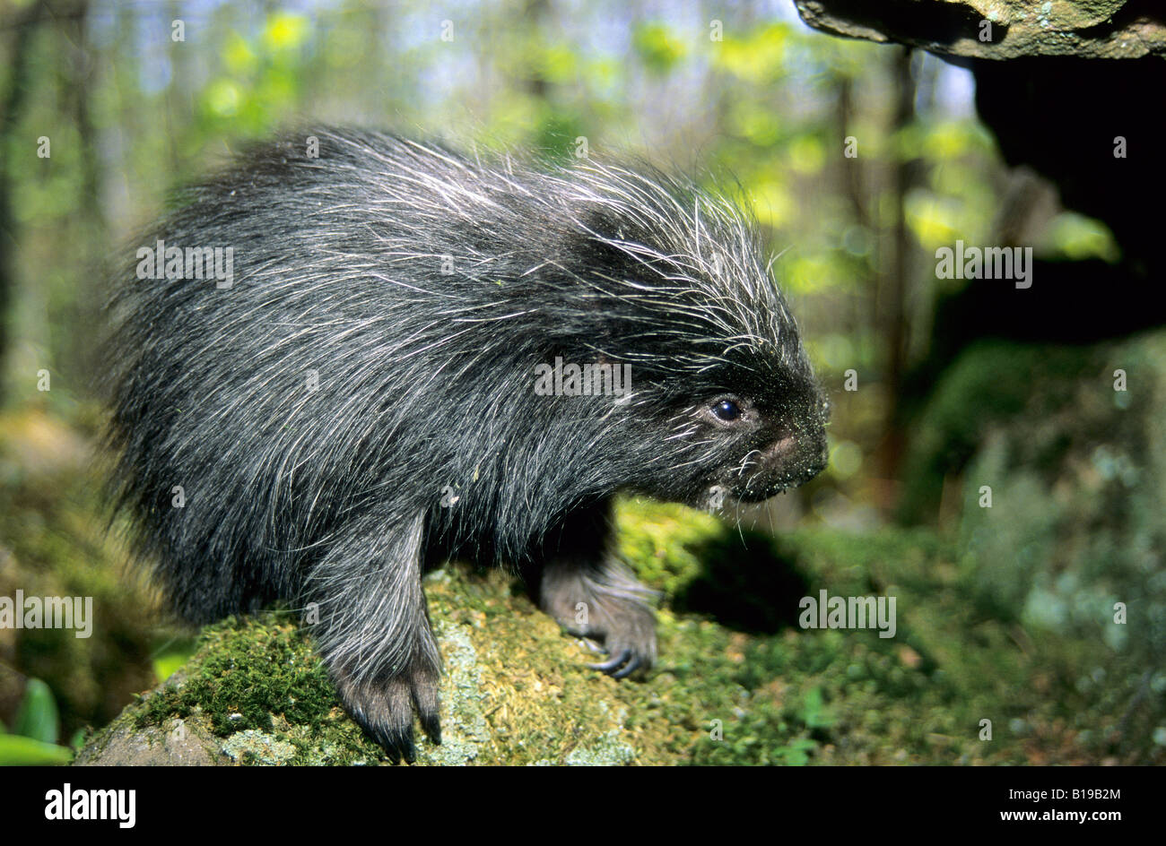 A month-old baby porcupine (Erethizon dorsatum) outside the entrance to ...