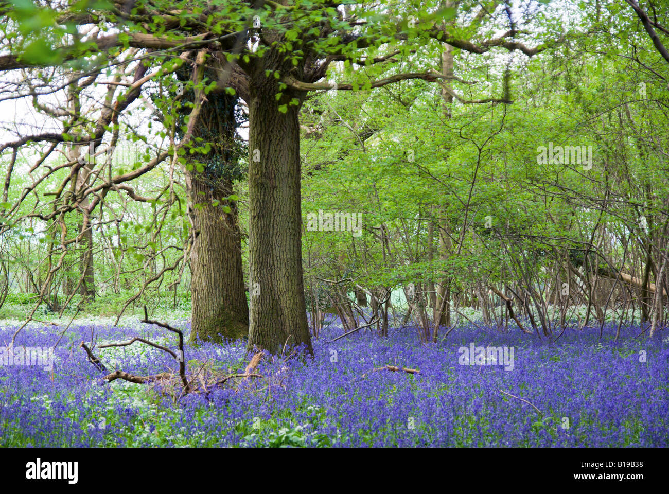 Garston Wood Dorset May 2008 Stock Photo - Alamy