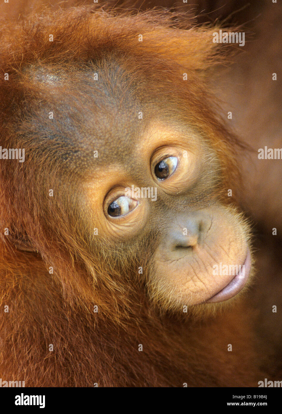 Juvenile orangutan (Pongo pygmaeus Stock Photo - Alamy