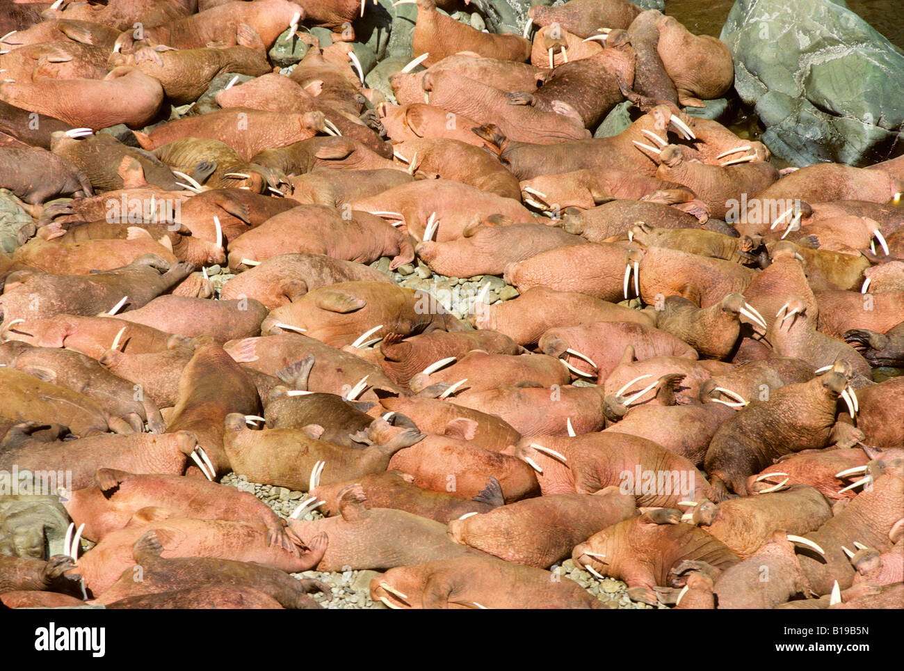 Bering sea animals hi-res stock photography and images - Alamy