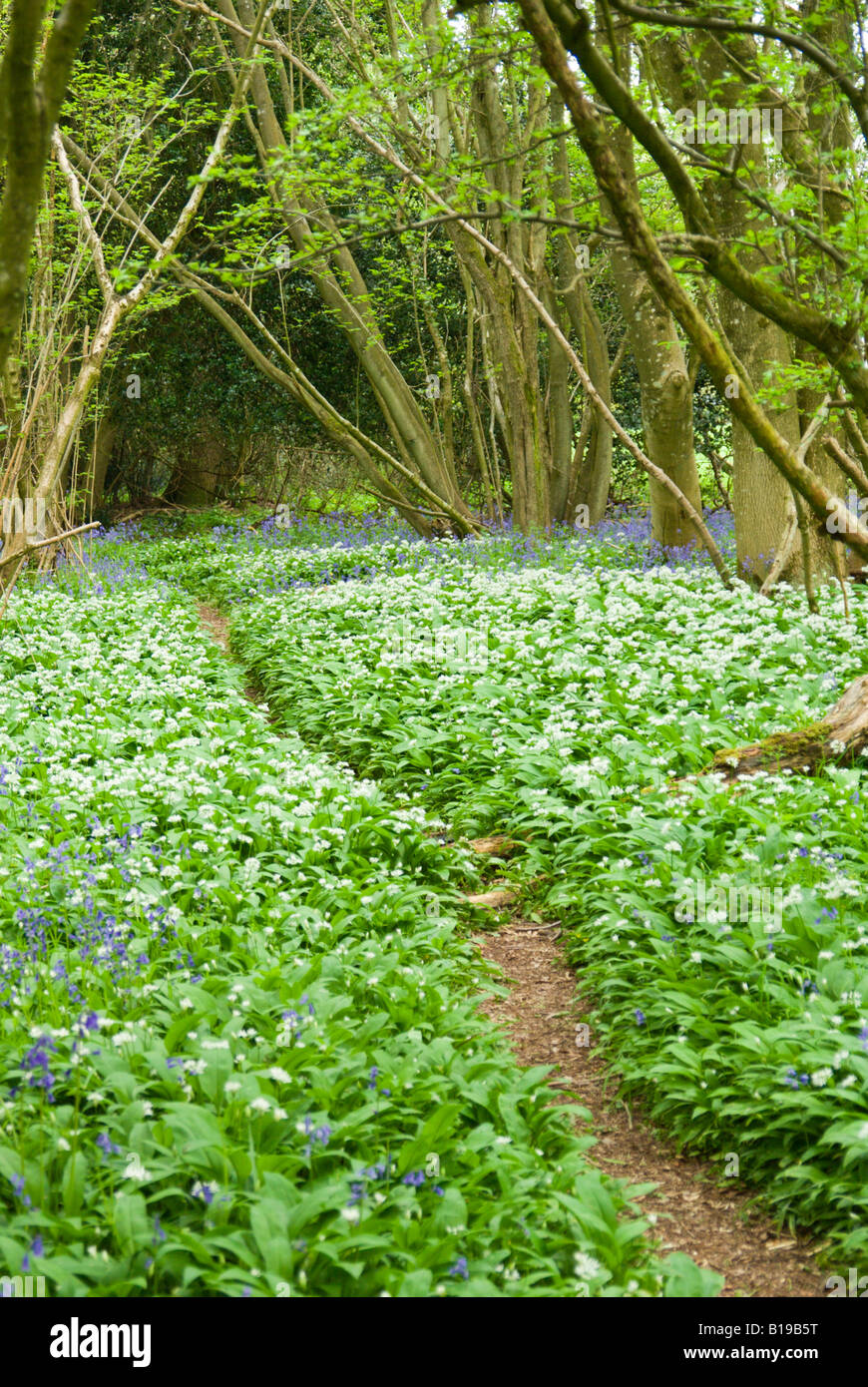 Garston Wood Dorset May 2008 Stock Photo - Alamy