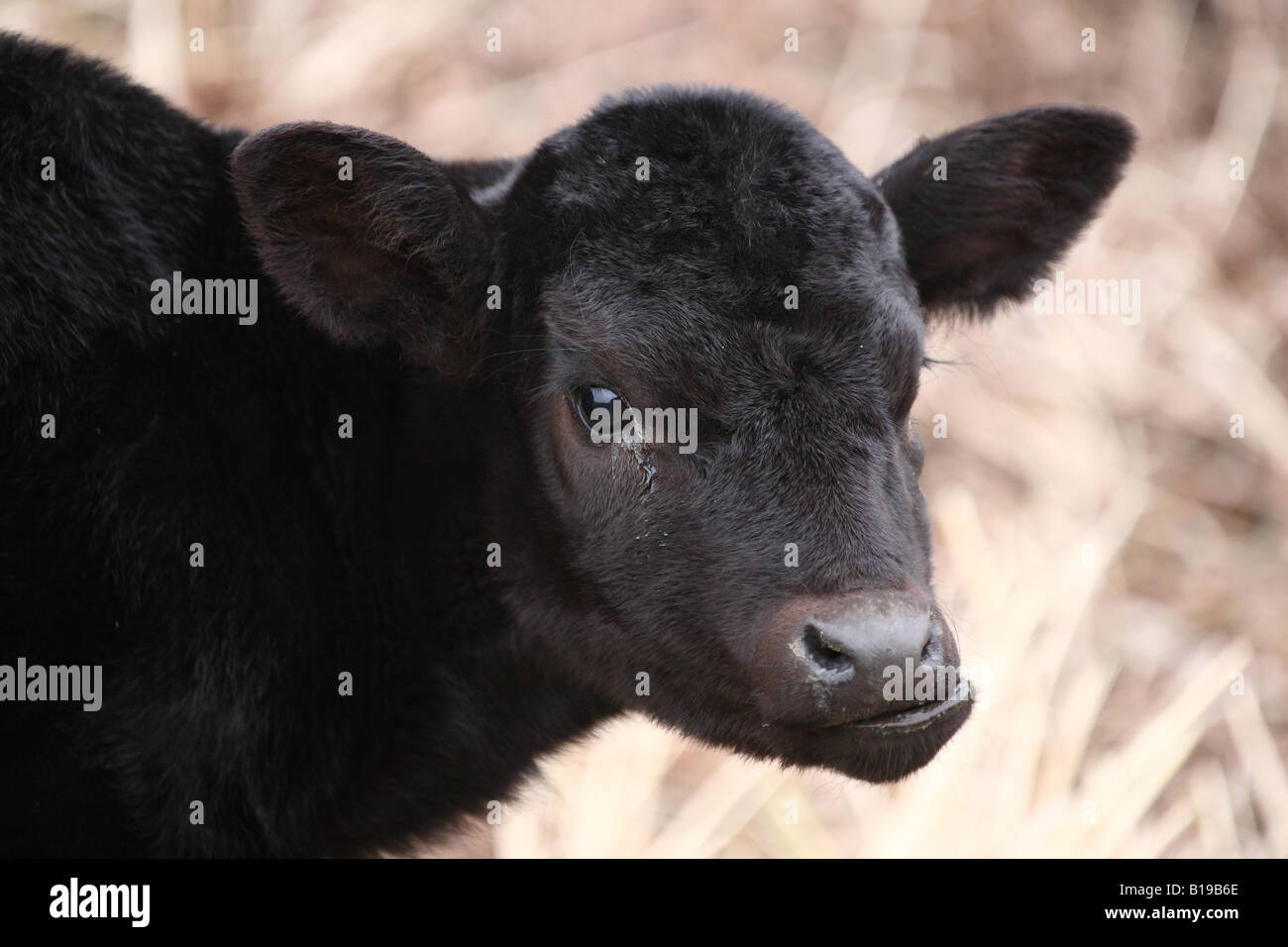 Aberdeen Angus calf in spring Stock Photo - Alamy