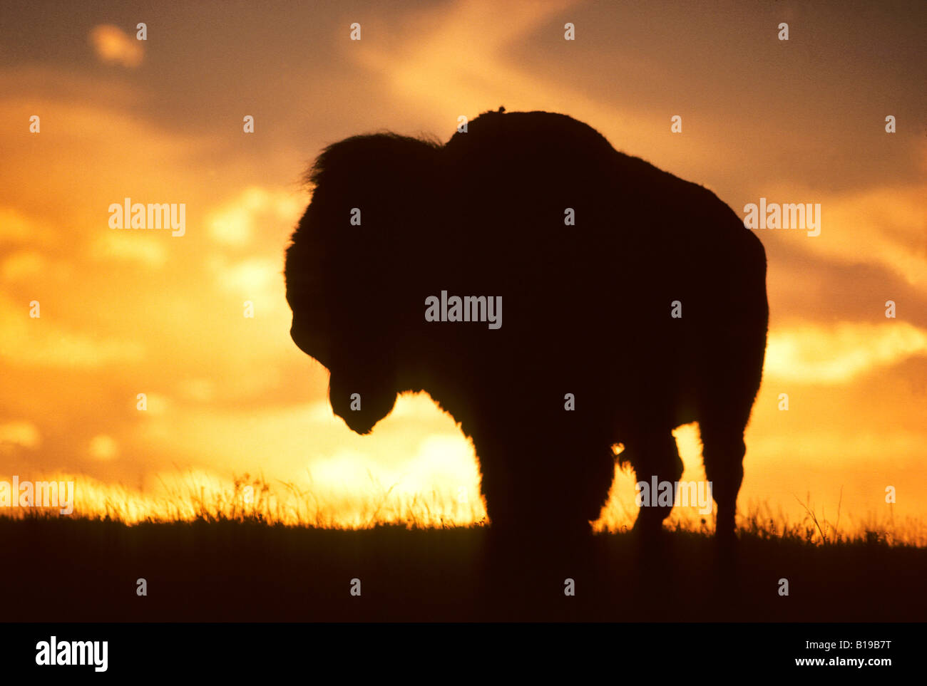 Adult bull plains bison (Bison bison). Montana, USA Stock Photo - Alamy