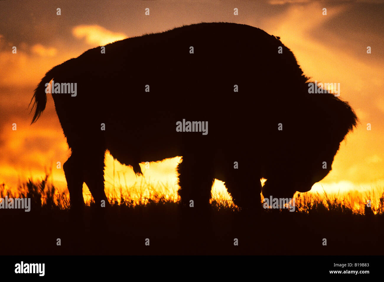 Adult bull plains bison (Bison bison) grazing. Montana, USA Stock Photo ...