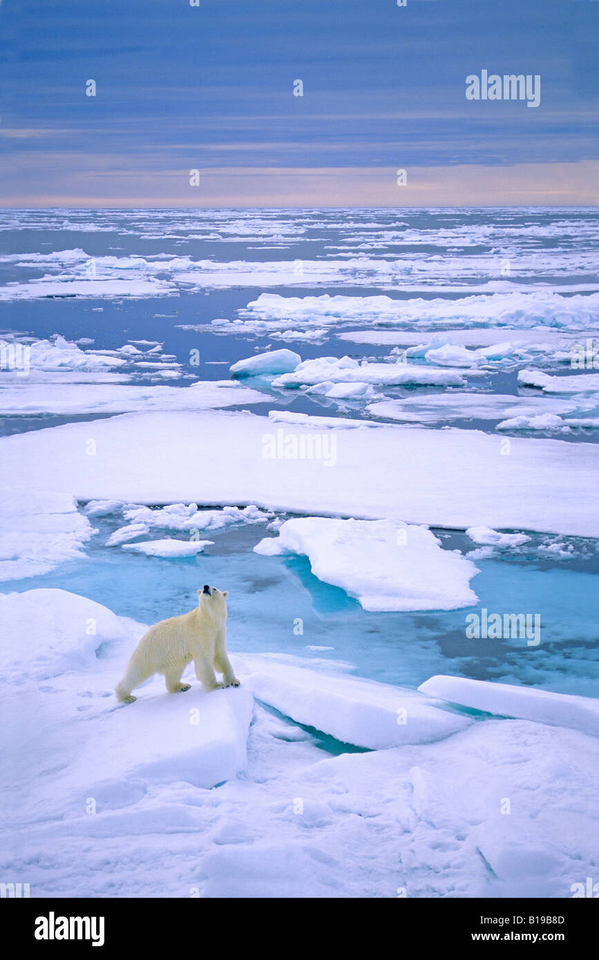 Adult polar bear (Ursus maritimus) hunting on pack ice. Svalbard ...