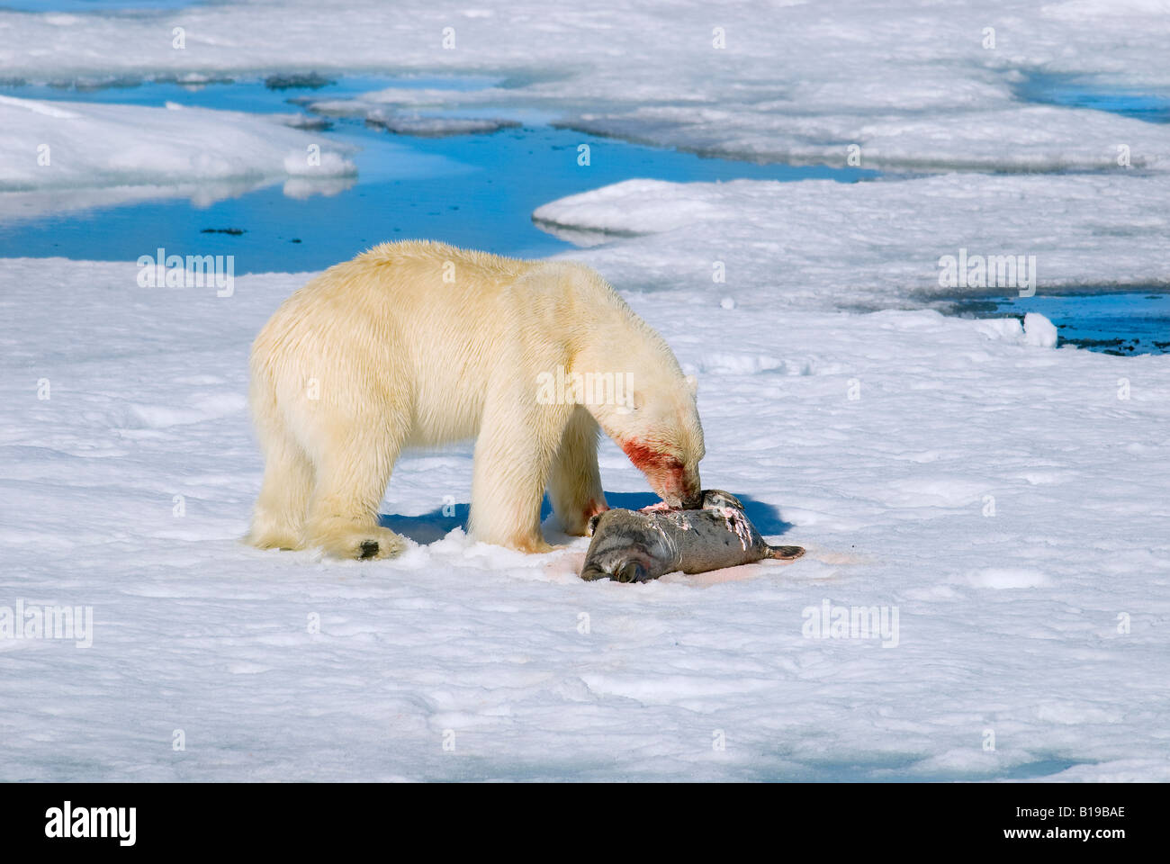 Polar bear (Ursus maritimus) feeding on a juvenile bearded seal ...