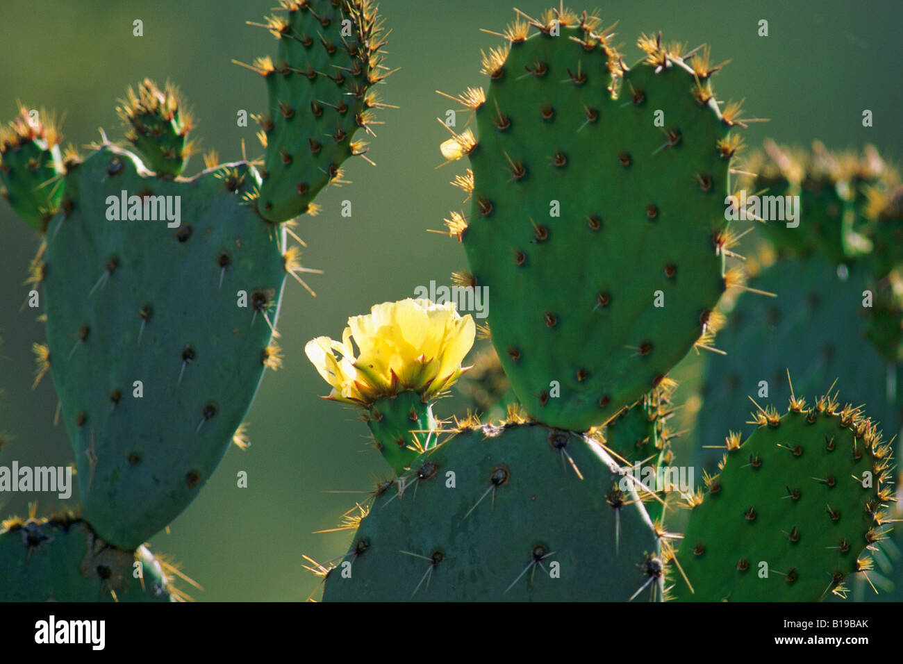 Prickly pear cactus (Opuntia sp.), Sonoran Desert, southern Arizona ...