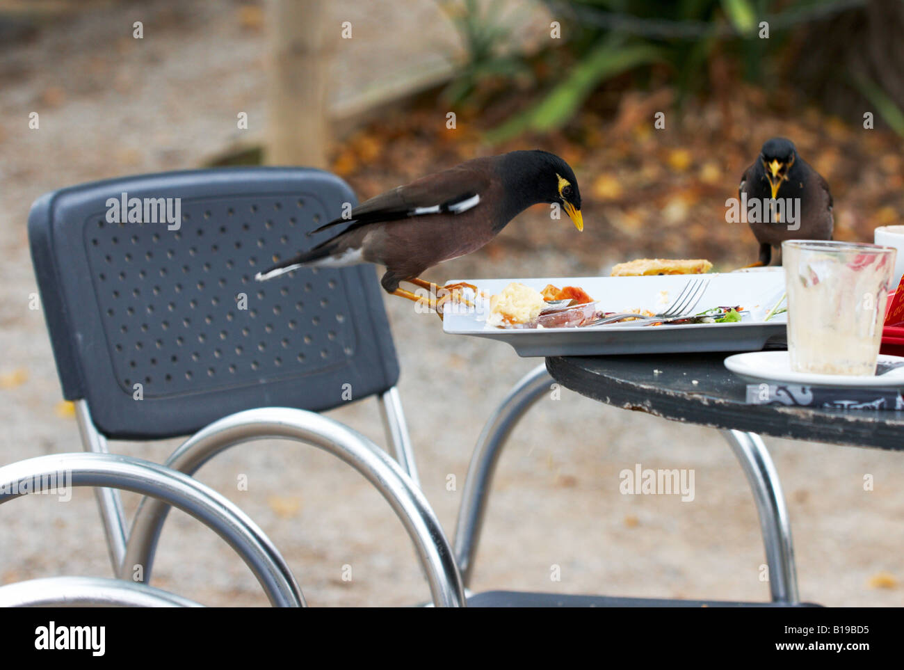 Birds scavenging left overs from cafe tables Stock Photo - Alamy