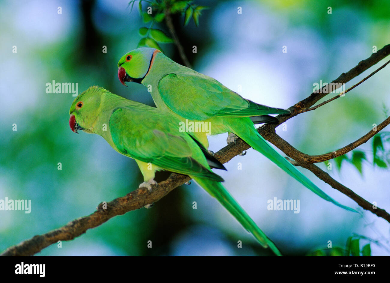 Psittacula parakeets hi-res stock photography and images - Alamy