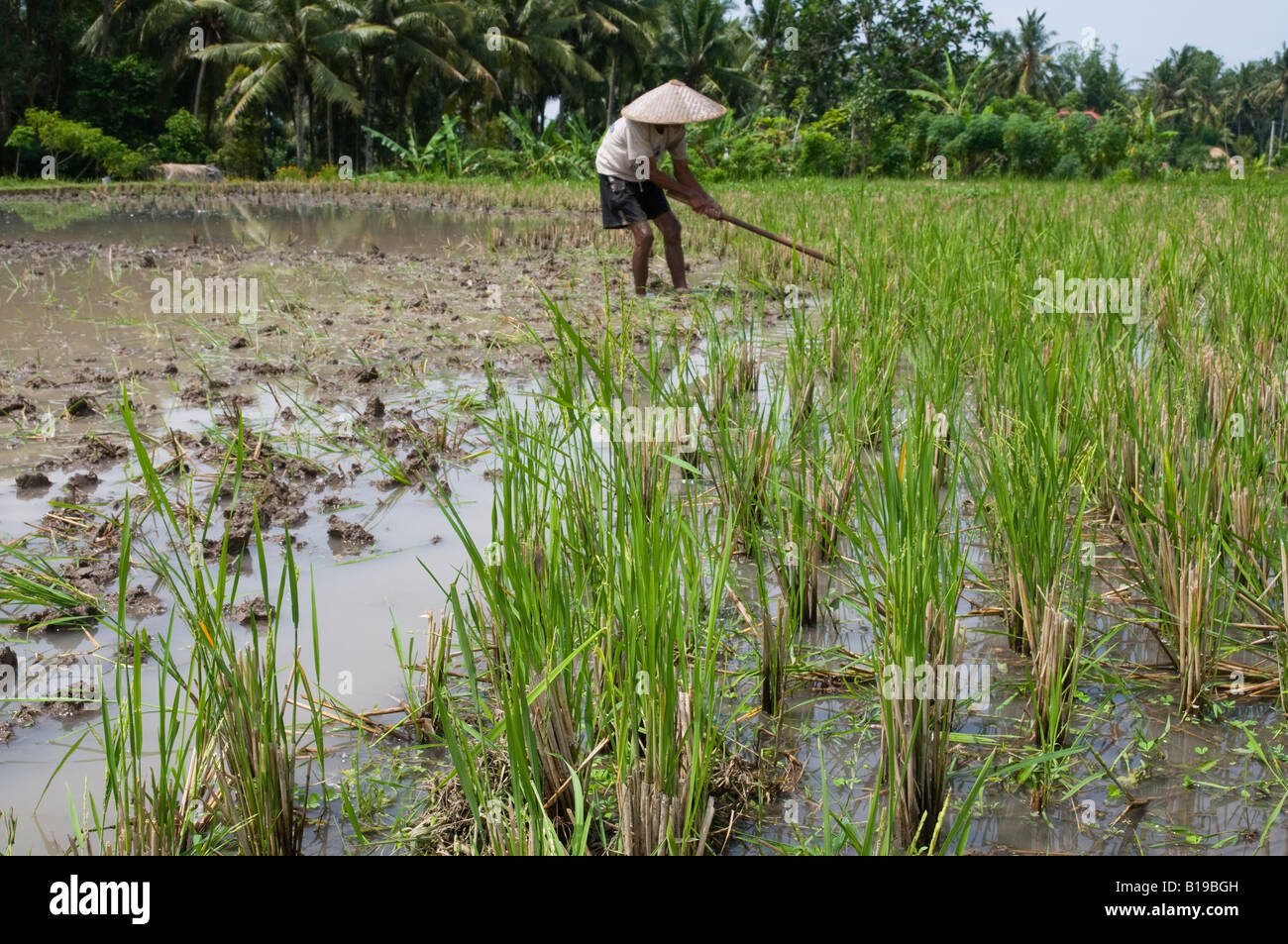 Indonesia Bali Island Ubud The town is located amongst rice paddies and ...