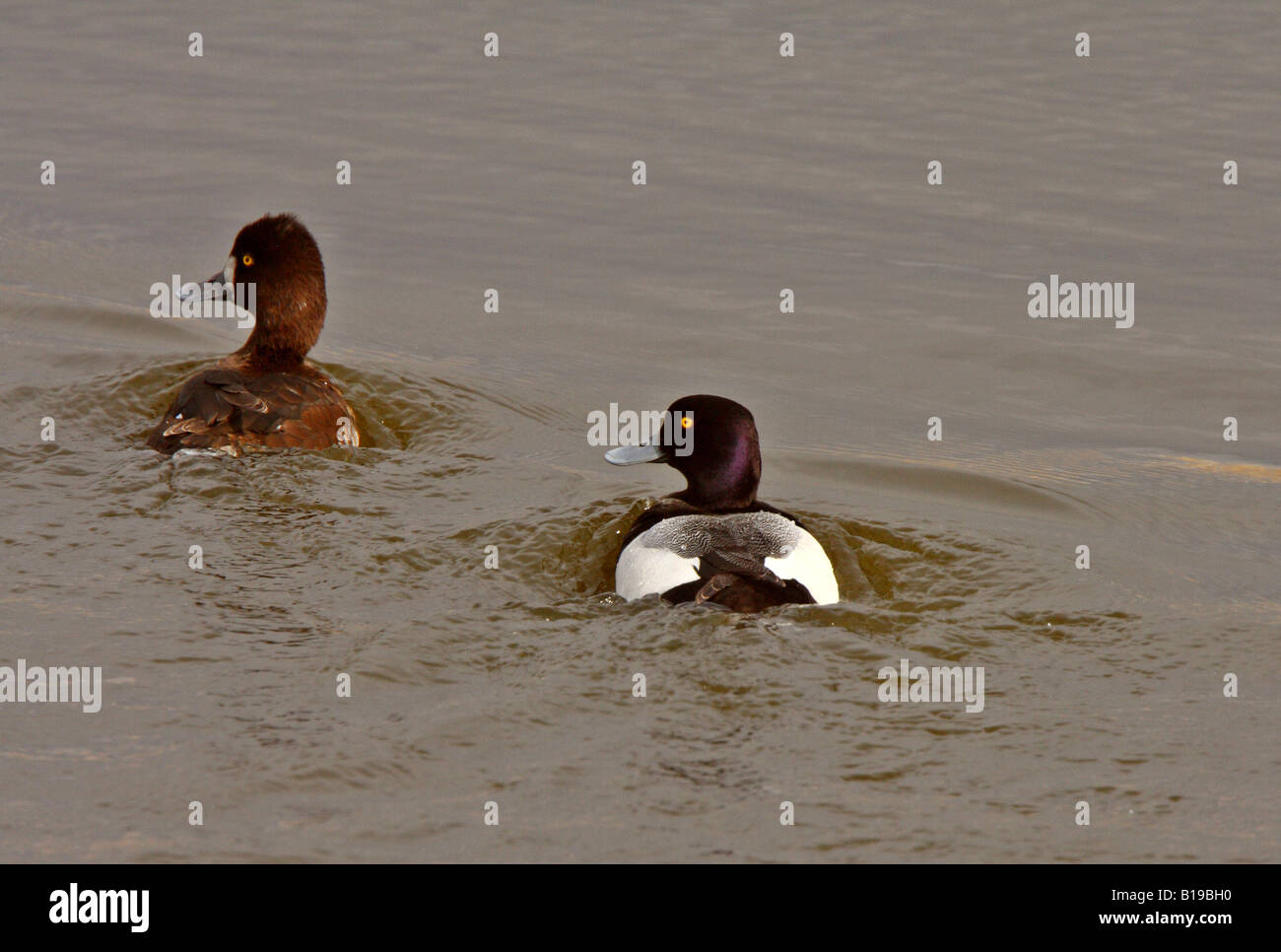 Pair of Greater Scaup ducks in roadside pothole Stock Photo - Alamy
