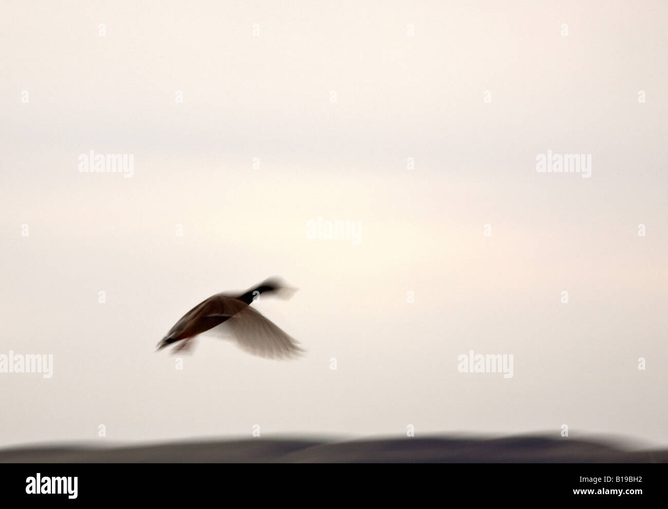 Blurred image of duck in flight Stock Photo - Alamy