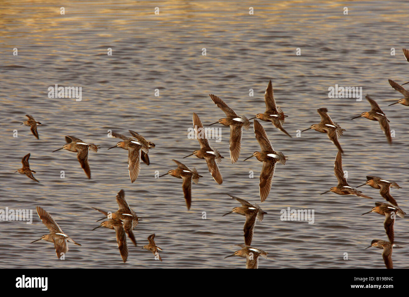 Long billed Dowitcher in patterned flight Stock Photo - Alamy