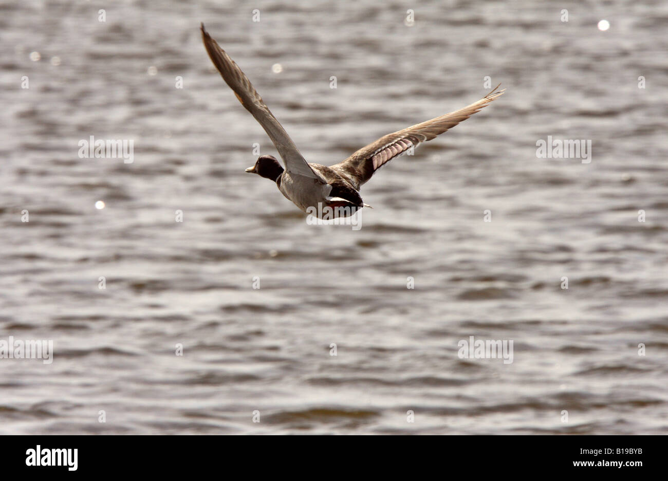 Gadwall drake in flight over roadside pond Stock Photo - Alamy