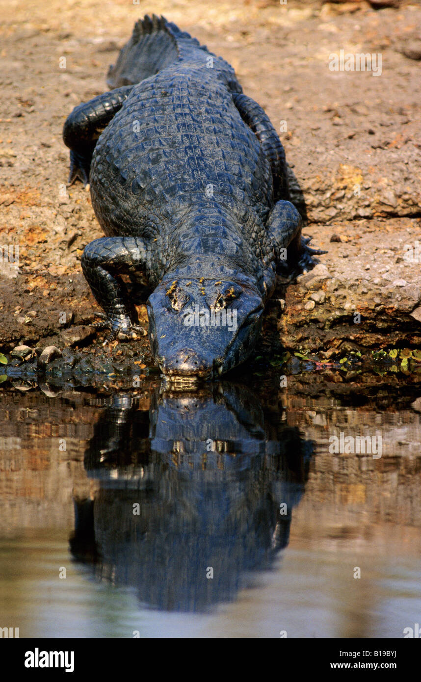 Spectacled caiman (Caiman crocodylus) basking on a river bank, Brazil ...