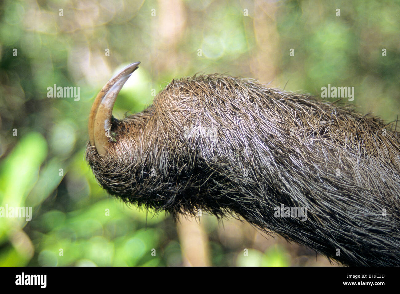 Pale throated three toed sloth hi-res stock photography and images - Alamy