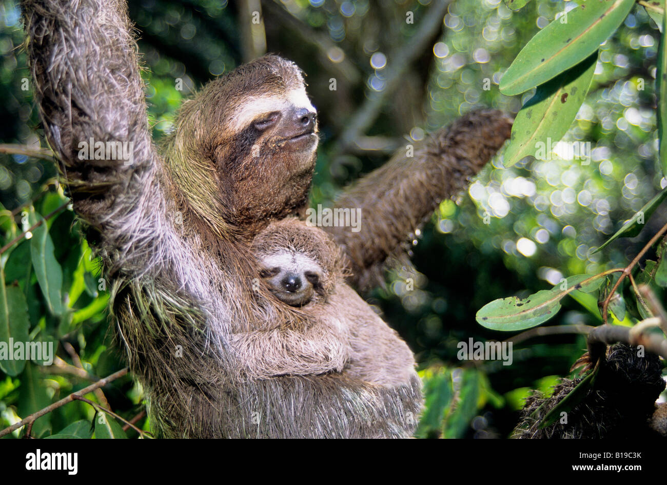 Female three toed sloth bradypus variegatus hi-res stock photography ...