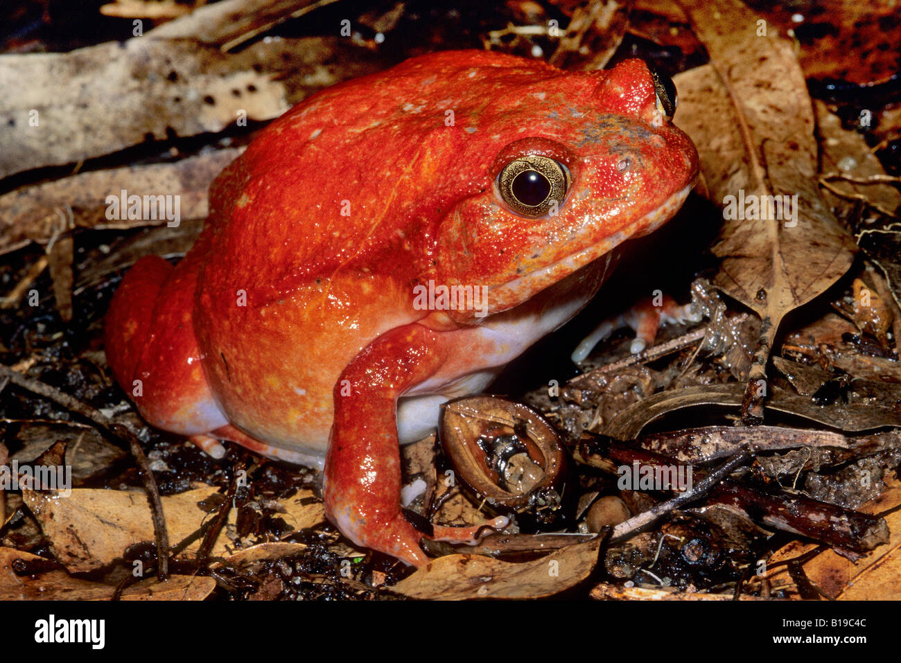 Tomato frog (Dyscophus antongili), Madagascar Stock Photo - Alamy