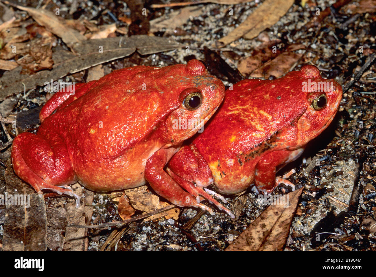Dyscophus antongili hi-res stock photography and images - Alamy