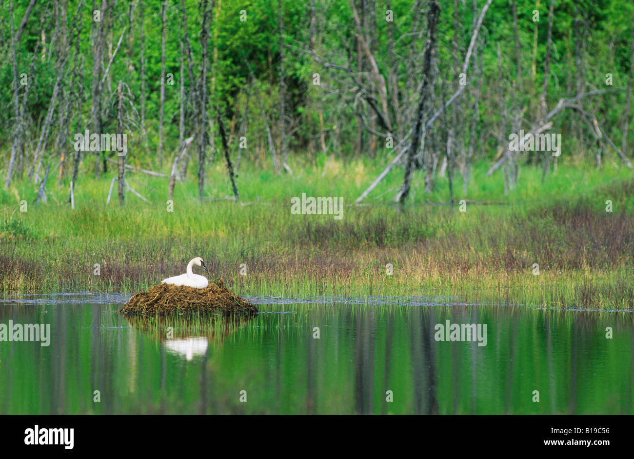 Incubating female trumpeter swan (Cygnus buccinator), south-central ...