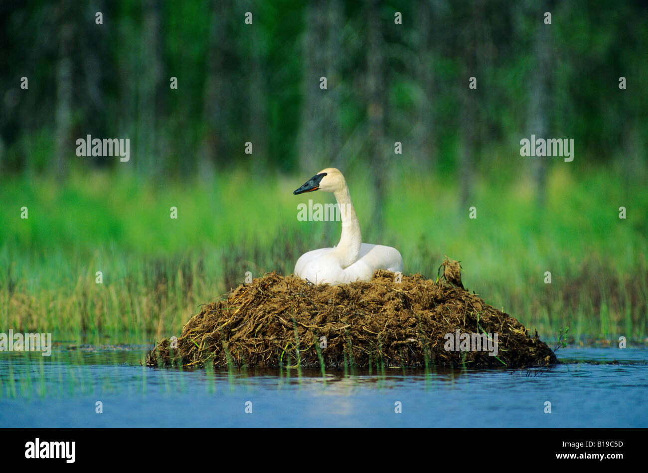 Incubating female trumpeter swan (Cygnus buccinator), south-central ...